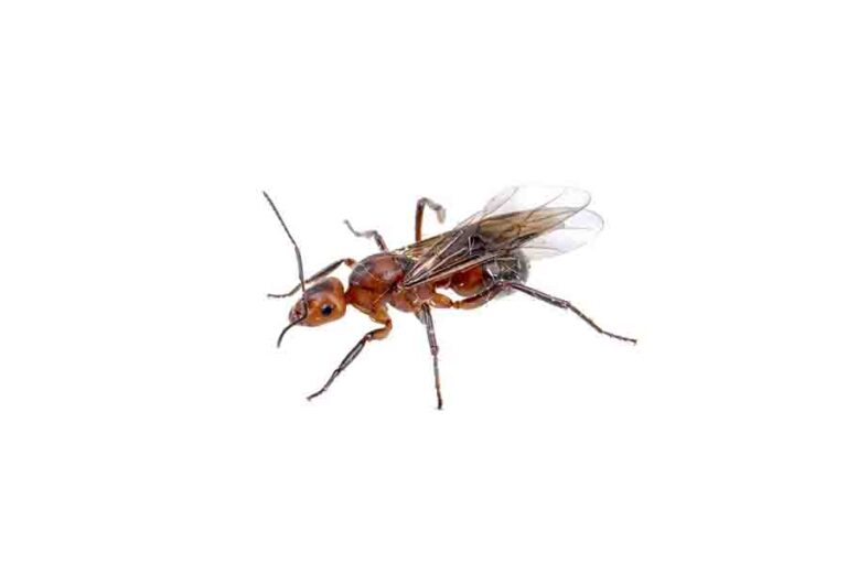 Do Ants Have Wings? Why Some Ants Can Fly And Others Can’t