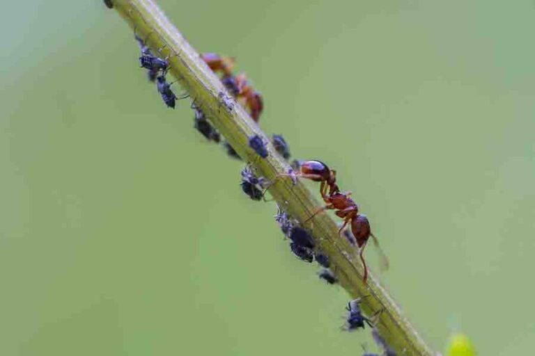 What Do Ants Eat? The Diet Of Different Types Of Ants