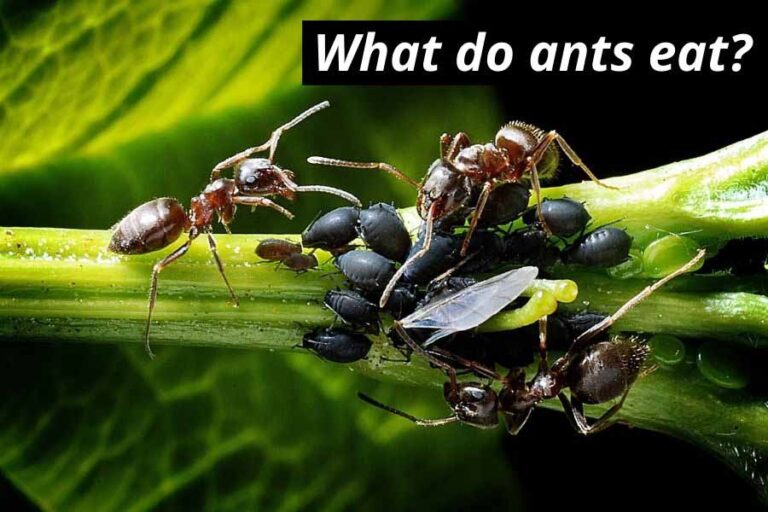 How Do Ants Find Food? Scout Ants And Gathering