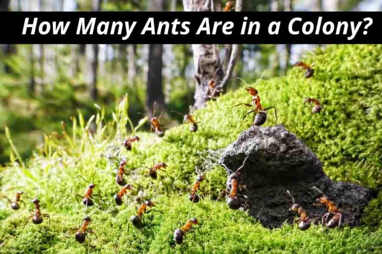 How Many Ants Are In A Colony? Normal & Supercolony Size