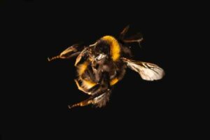 How Do Bees Fly (According To Science)? Bee Flight