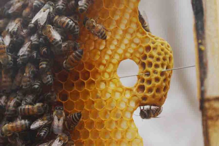 What Happens When A Queen Bee Dies (Or Is Killed)?