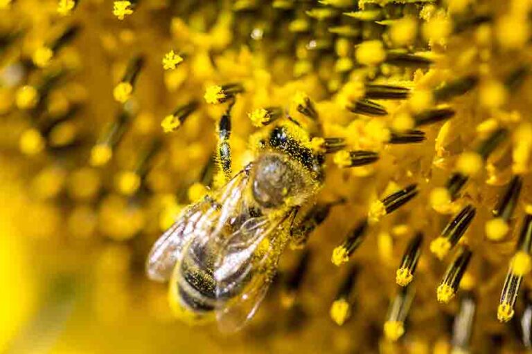 Do Bees Have Ears & How Is Their Hearing? Can Bees Hear?