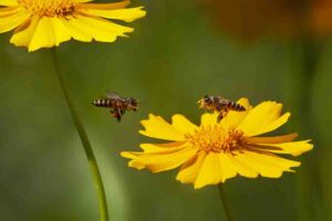 How Do Bees Fly (According To Science)? Bee Flight
