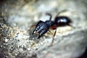 Do Ants Have Teeth? The Strength Of Ant Mandibles