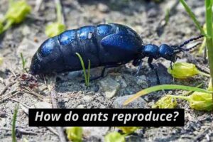 How Do Ants Reproduce? Ant Mating & Reproduction Facts
