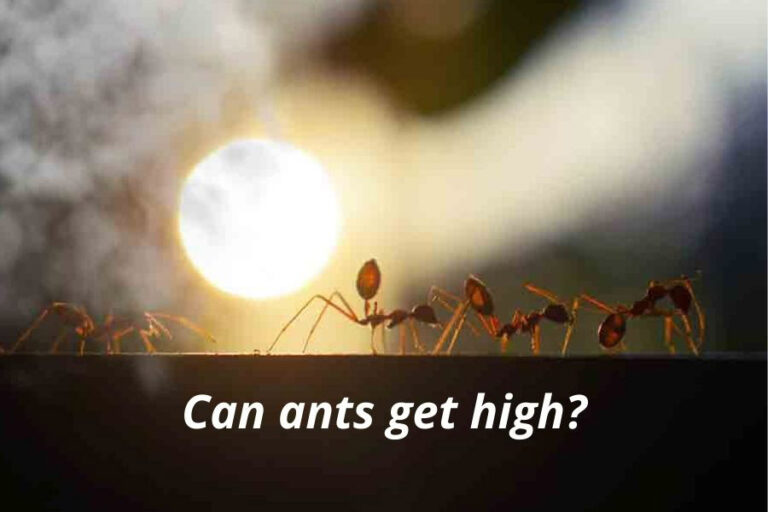 Can Ants Get High? Alcohol And Narcotics Effect On Ants
