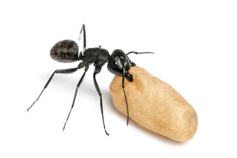 How Do Ants Reproduce? Ant Mating & Reproduction Facts