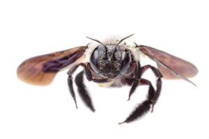 Do Bees Have Teeth? (Bee Mandibles & How They Work)