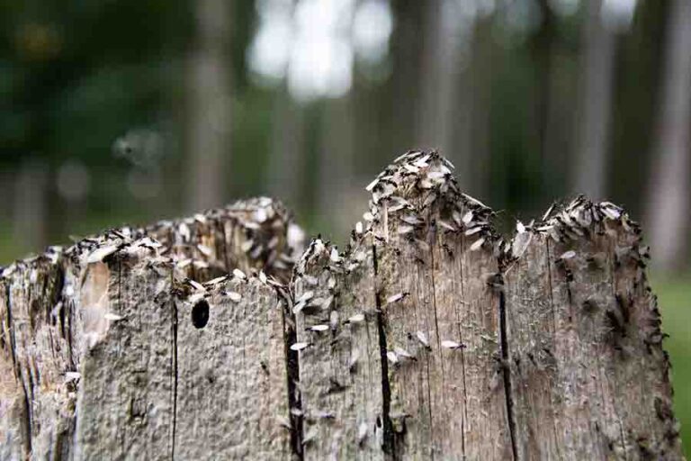 Nuptial Flight: When Winged Ants Take Flight To Mate