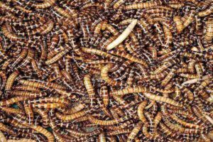 List Of Quiet Animals: 13 Most Silent Animals In The World