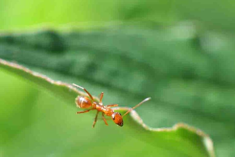 Geographic Distribution Of Fire Ants: Where Do They Live?