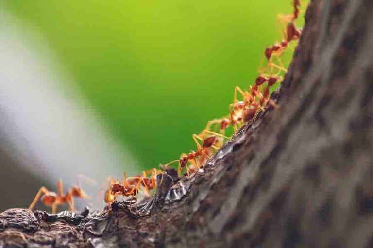 How Fast Are Ants? (Compared To Humans & Cheethas)