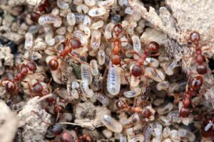 Ant Larvae Facts: What Are They And What Do They Look Like?