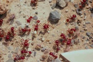 Top 13 Most Dangerous Ants In The World