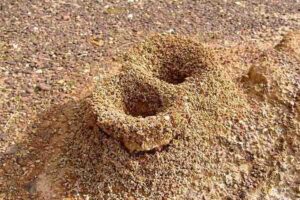 Life In An Ant Colony: Social Structure, Hierachy & Size