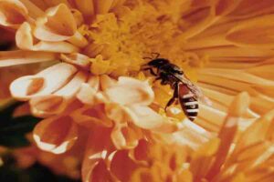 Do Bees Have Teeth? (Bee Mandibles & How They Work)