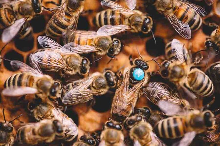 The Queen Bee & Her Role In The Hive | Reproductive Females