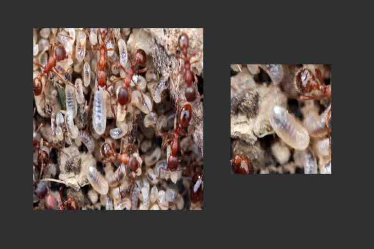 Ant Life Cycle: How They Live And Die (The 4 Stages)
