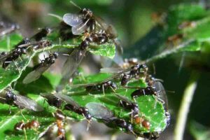How Many Ants Are In A Colony? Normal & Supercolony Size