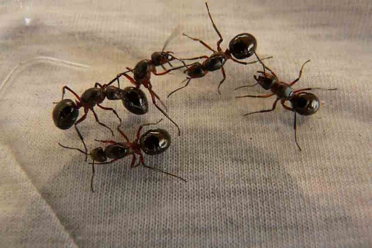 How Do Ants Reproduce? Ant Mating & Reproduction Facts
