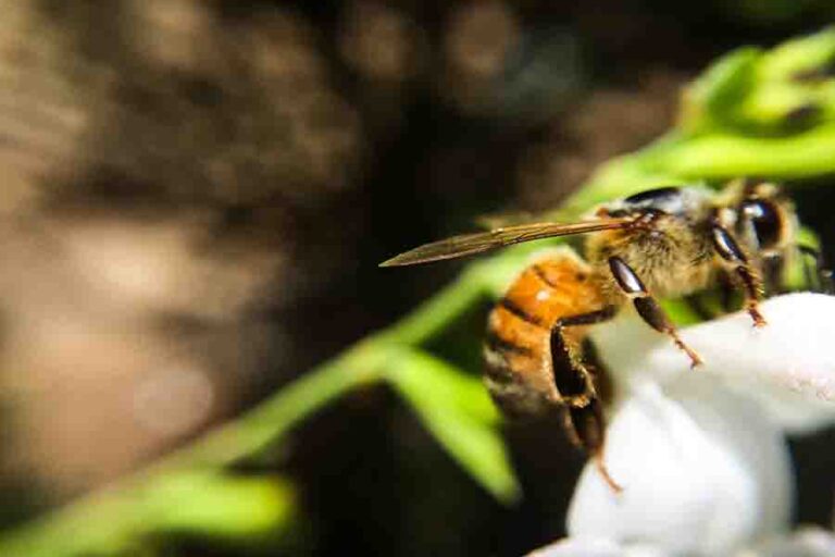 What Happens When A Queen Bee Dies (Or Is Killed)?