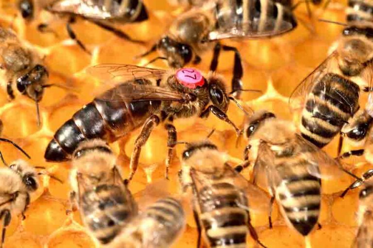 The Queen Bee & Her Role In The Hive | Reproductive Females