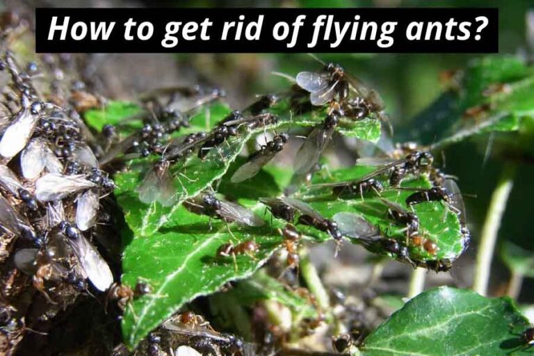How To Get Rid Of Flying Ants 5 Methods How To Get Rid Of Flying Ants 5 Methods