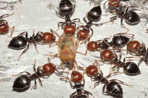 Life In An Ant Colony: Social Structure, Hierachy & Size