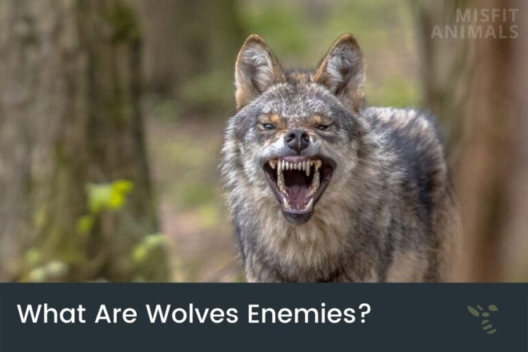 What Are Wolves Enemies? (11 Natural Enemies)