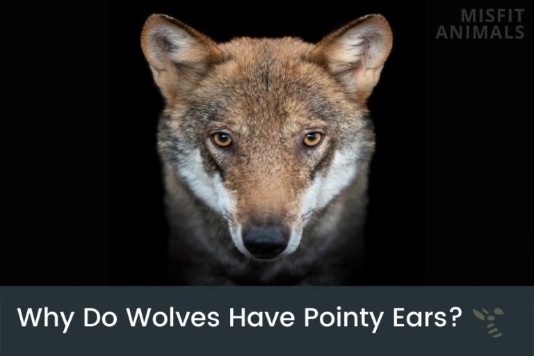 Why Do Wolves Have Pointy Ears & Why Aren't They Floppy?