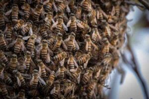 What Is A Group Of Bees Called?