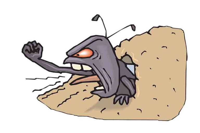 Are Ants Afraid Of Humans? How Ants See Humans