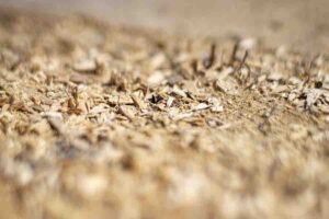 Carpenter Ant Frass & Debris: What Does It Look Like?