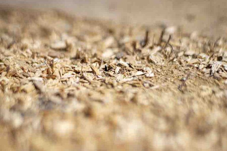 Carpenter Ant Frass & Debris: What Does It Look Like?