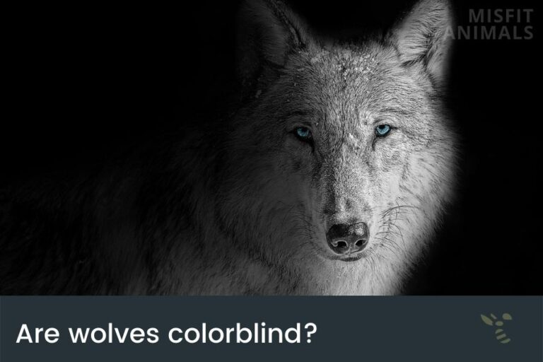 Are Wolves Colorblind? (Can They See Color?)