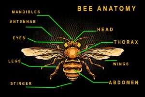 Bee Anatomy: Understanding How Bees Are Built