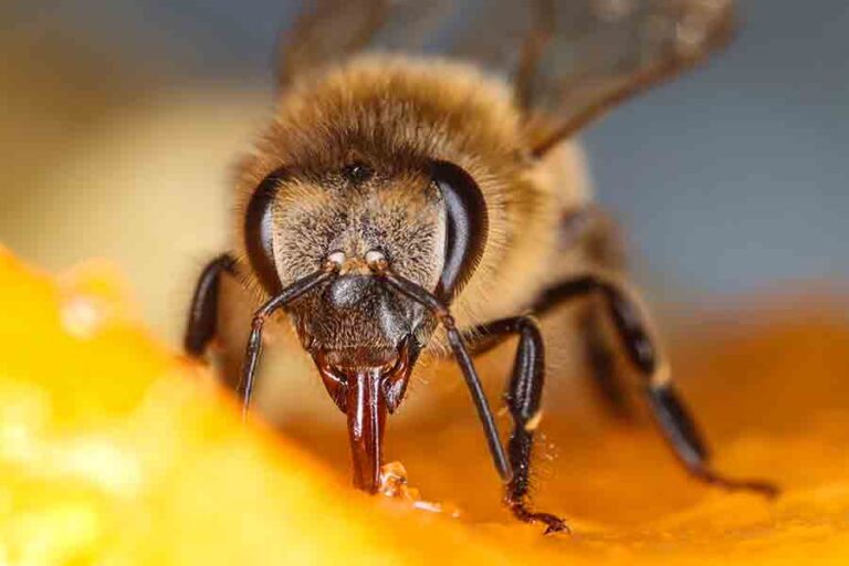 How Do Bees Make Wax & How Do They Use It?