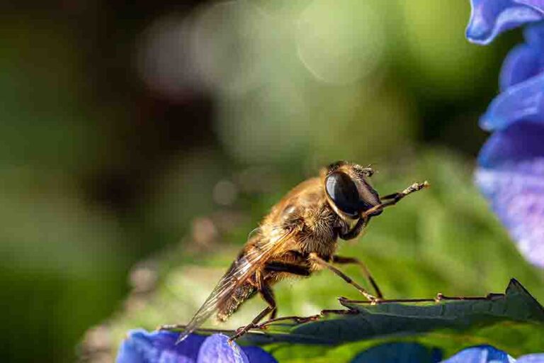 Do Bees Have Teeth? (Bee Mandibles & How They Work)