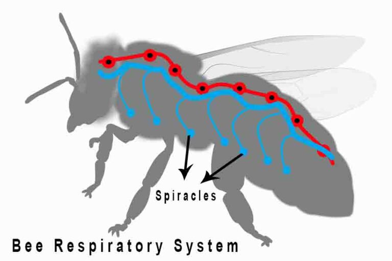 Bee Anatomy: Understanding How Bees Are Built