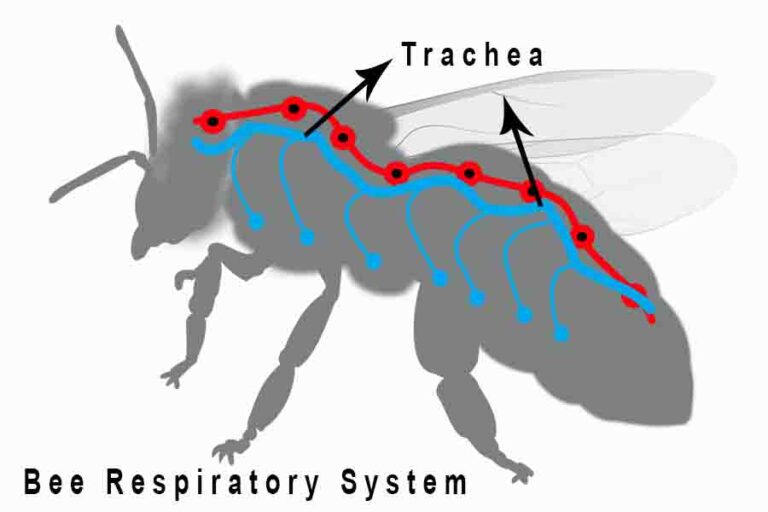 Do Bees Have Lungs? (How Do Bees Breathe?)