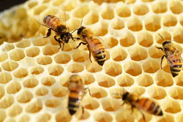 How Long Does It Take Bees To Make A Hive & Honeycomb?