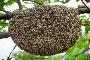 What Is A Group Of Bees Called?