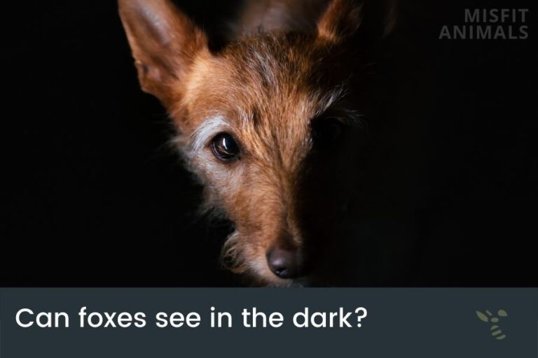 Can Foxes See In The Dark? | Do Foxes Have Night Vision?
