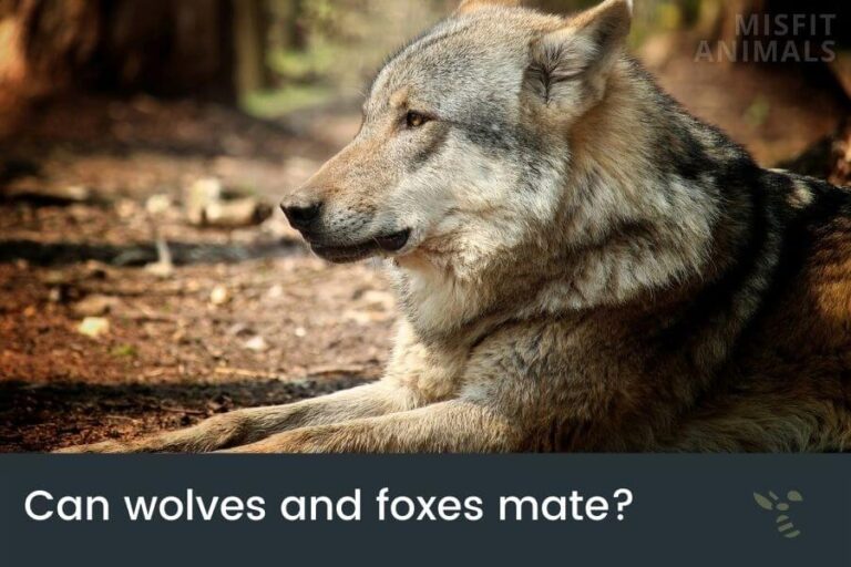 Wolf-Dog Hybrids: Can Wolves And Dogs Mate?