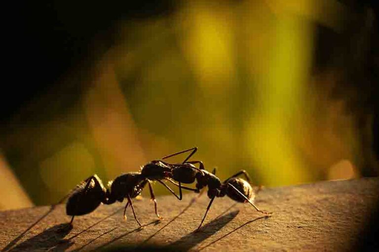 When Are Ants Most Active? (Are They Nocturnal Or Diurnal?)