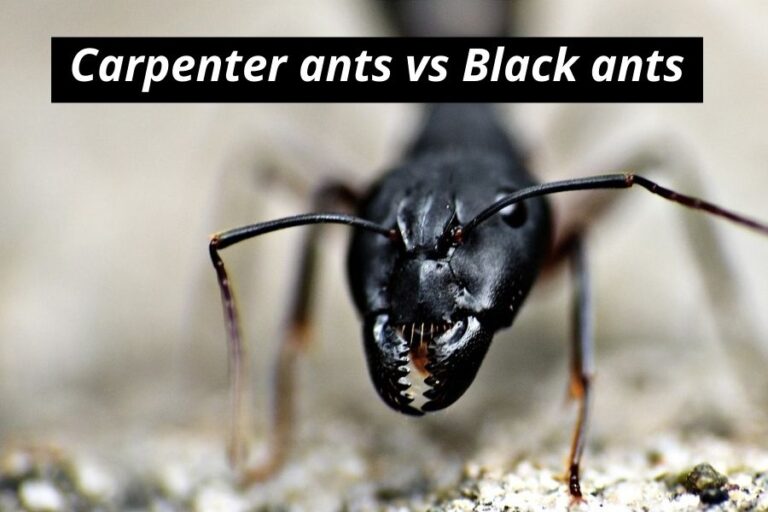 Ants | Misfit Animals