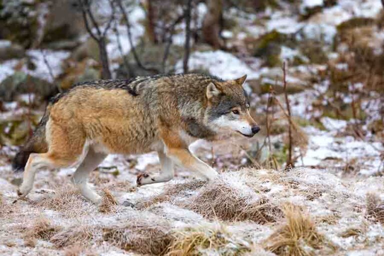 How Do Wolves Protect Themselves? (Defence Mechanisms)