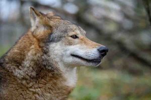 Wolf Colors: What Colors Can Wolves Be? (Common & Rare)