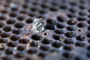 How Many Queen Bees Are In A Hive? (More Than One?)